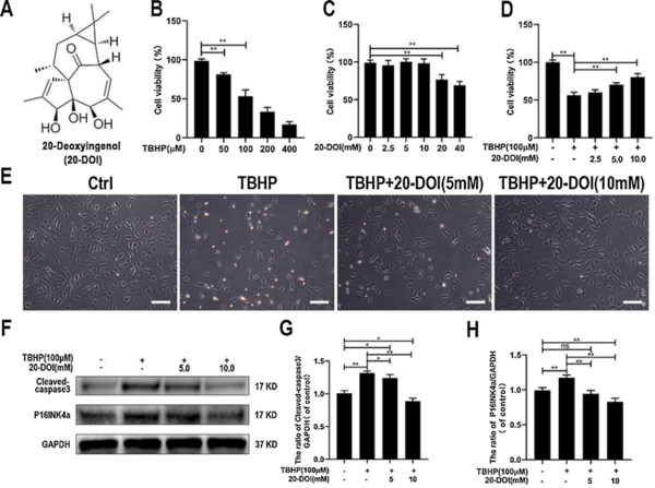 脱氧ingenol通过激活软骨细胞中的TFEB减轻骨关节炎
